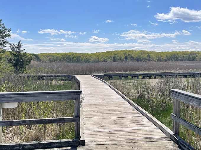 The boardwalk stretches out like an open invitation, and honestly, it's one you should absolutely accept.