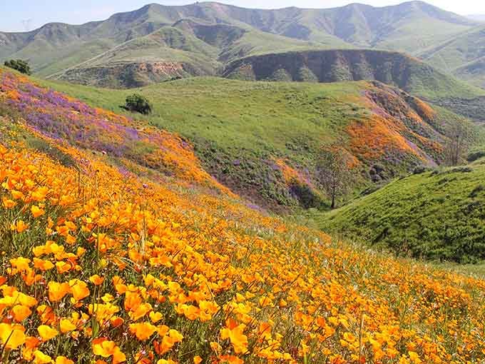 California poppies putting on a show so spectacular, even the hills dressed up in green for the occasion.