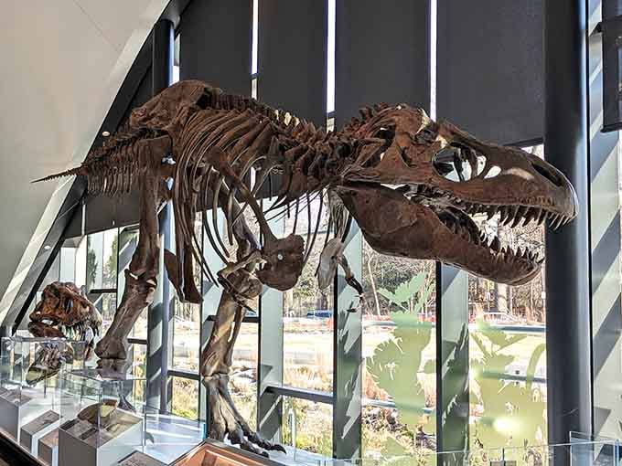 Every corner of this wildlife hall reveals something new, from savanna giants to rocky outcrops teeming with life.