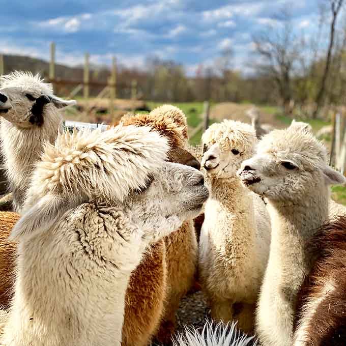 These alpacas are having a better hair day than most of us ever will, and they know it.