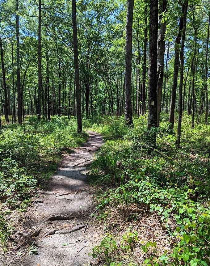 Sunlight punches through the canopy onto this winding dirt path, practically daring you to follow it.