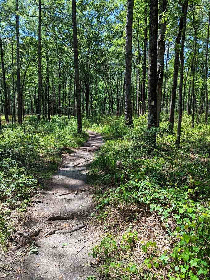 Sunlight filters through towering trees on this Congaree trail, nature's version of a standing ovation.