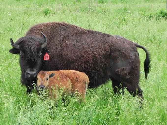 That rusty-orange calf tucked beside its massive mother is the most heartwarming sight in Connecticut right now.