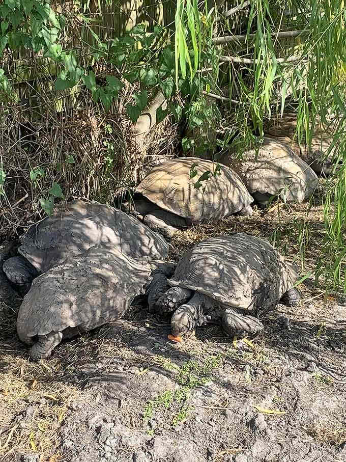 Massive tortoises tucked under leafy shade, living their best slow-motion retirement life without a single complaint.