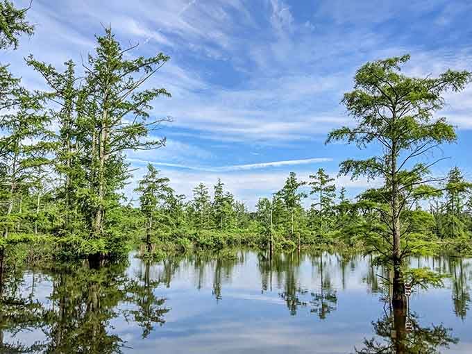 Mirror, mirror, in the swamp: these cypress trees have been perfecting their reflection game for longer than we've been alive.