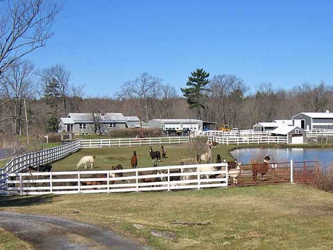 White fences, open pastures, and a pond that catches the light just right. Upstate New York is showing off again.