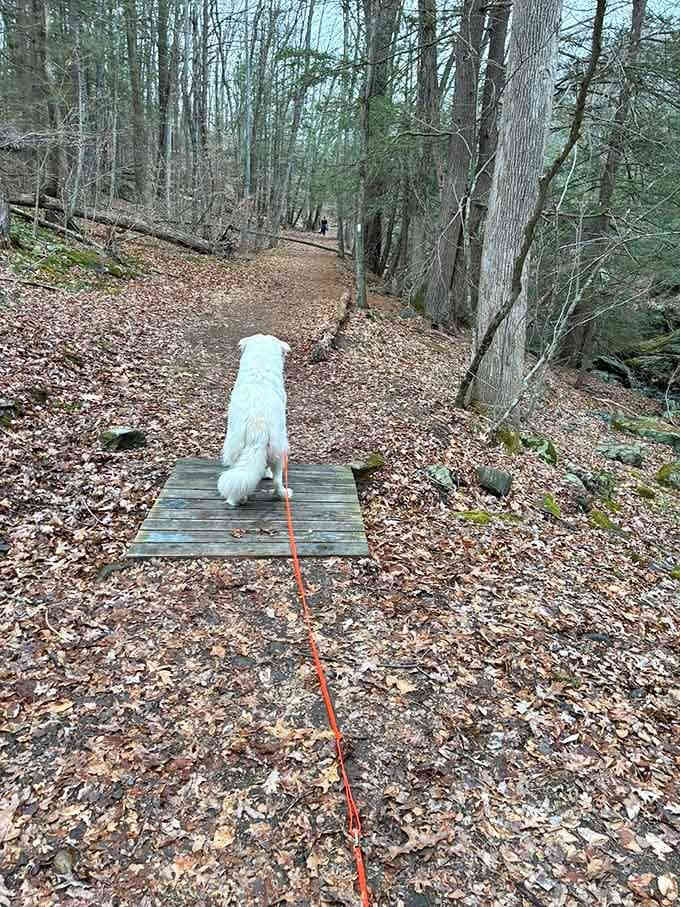 This fluffy trailblazer knows exactly where the good stuff is. Dogs always find the best paths first.
