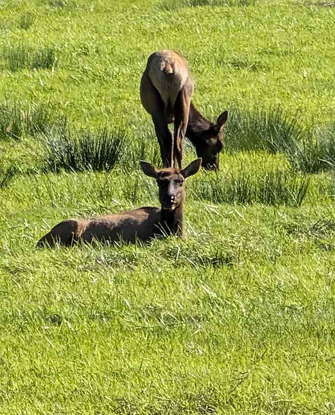 Two elk doing absolutely nothing, and somehow it's the most captivating thing you'll see all week.