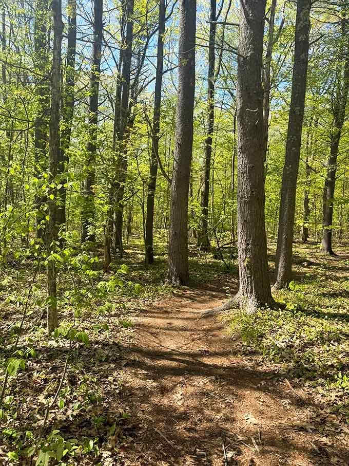 Sunlight filters through the canopy, creating that Instagram-worthy glow without needing any filters whatsoever.