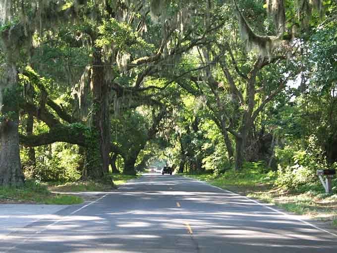 This tunnel of trees creates shade so perfect, you'll wonder why anyone invented air conditioning in the first place.
