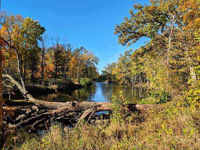 The Des Plaines River winds through autumn splendor, proving Illinois has scenery worth bragging about at dinner parties.