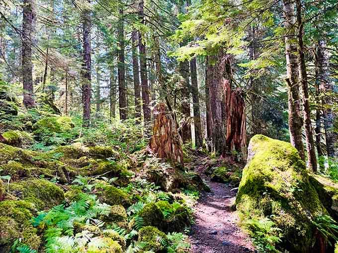 The forest trail looks like Middle Earth decided to set up shop in Washington State.