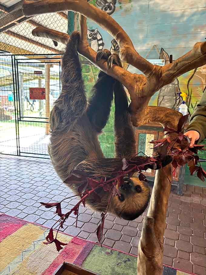 Upside down and completely unbothered, this sloth is living its absolute best life in Orlando.