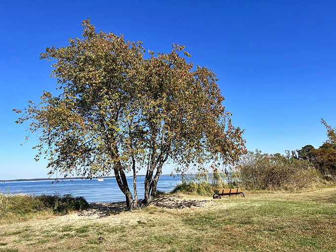 That bench under the tree isn't just furniture. It's an invitation to sit down and forget your to-do list entirely.