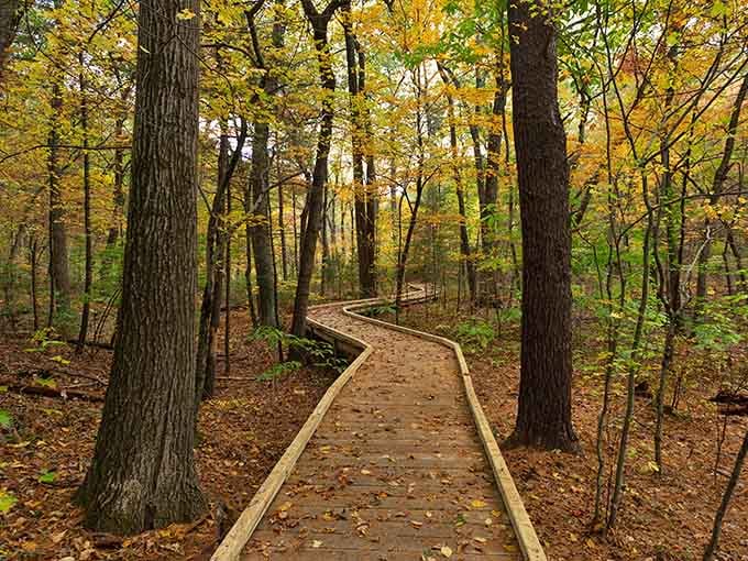 This winding boardwalk through autumn trees is the kind of path that makes you want to walk slowly and think big thoughts.