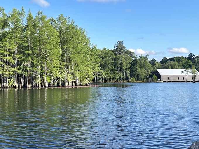 The old mill and the cypress trees have been neighbors for a long time, and neither one is complaining.