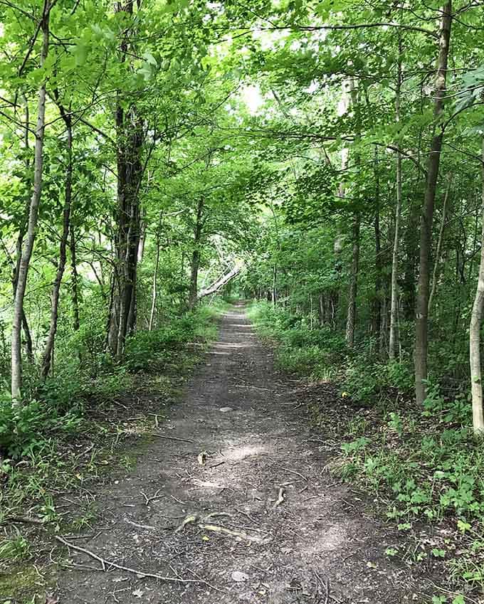 This trail doesn't need a filter. The trees do all the work themselves.