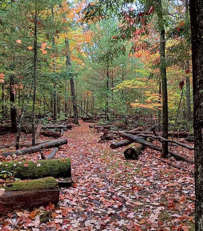 These autumn trails look like nature hired a very talented interior decorator. No complaints here.