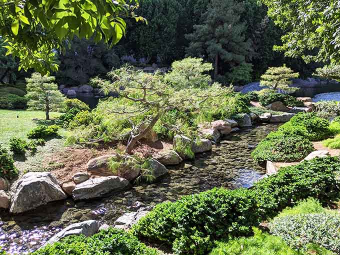 Water trickling over sun-warmed rocks, a gnarled pine overhead, and zero emails in sight. Pure bliss.