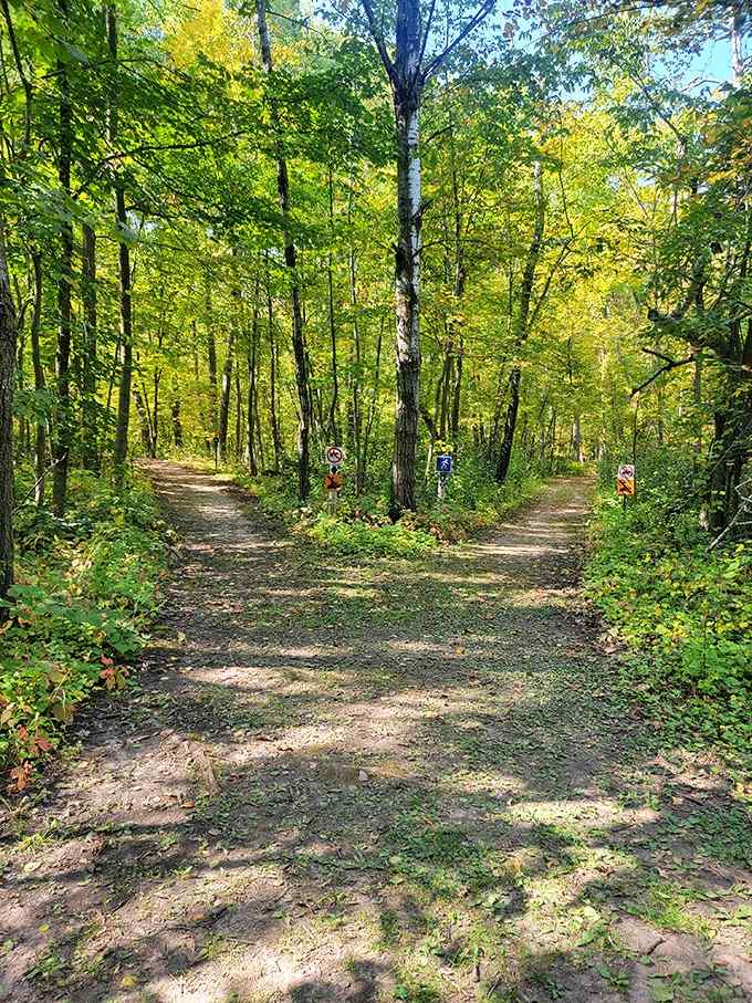 Two paths, one gorgeous forest, and absolutely zero wrong answers about which way to go.