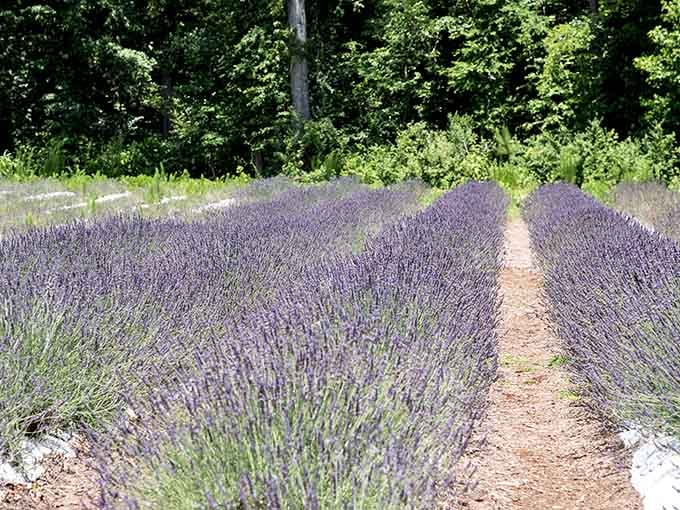 These perfectly aligned lavender rows stretch toward forever, proving North Carolina does French countryside surprisingly well.