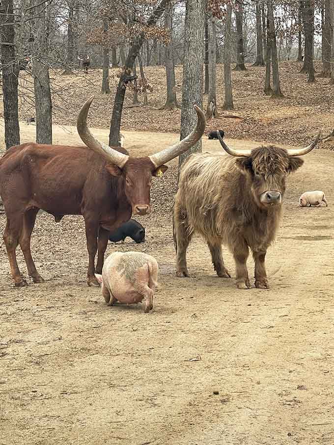 A Highland cow, a watusi, and a pig walk into a forest. No punchline needed, just pure magic.