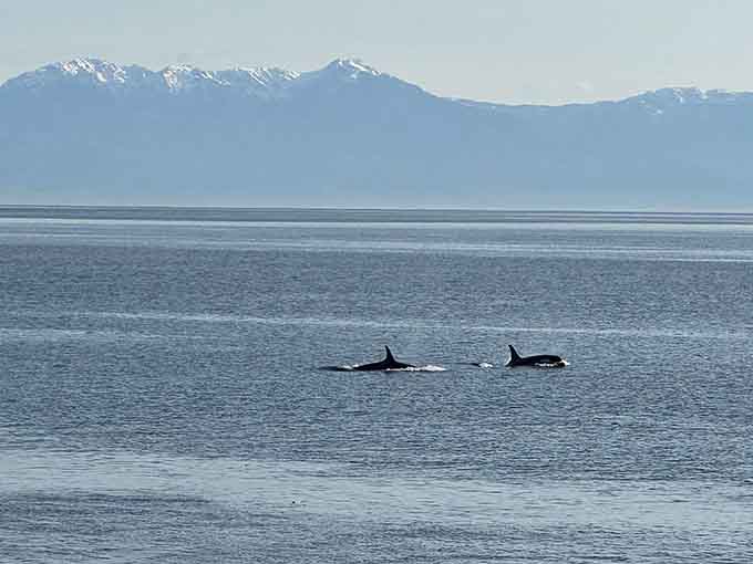 Two dorsal fins cutting through Haro Strait with mountains beyond. Nature's commute looks better than yours.