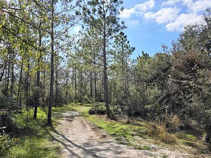 These shaded trails prove that not all Florida adventures require sunscreen by the gallon.