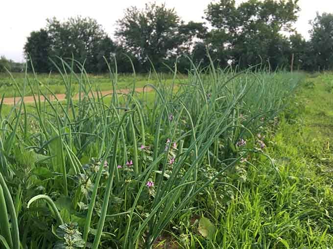 Between the garlic rows and wildflowers, this field proves that farming can be both practical and absolutely enchanting.