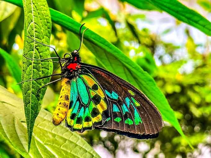 This stunning birdwing butterfly sports colors that look Photoshopped but are gloriously, impossibly real.