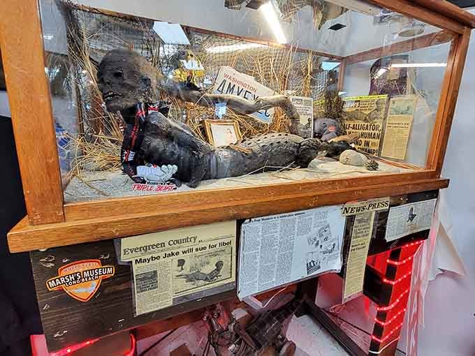 Meet Jake the Alligator Man, Long Beach's most famous resident, resting comfortably in his glass case since forever.
