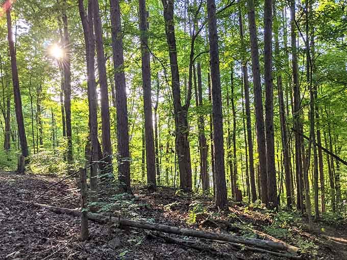 Sunlight sneaking through these tall trees feels like nature's version of a standing ovation.