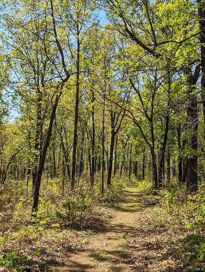 A sun-dappled path through bare winter trees, the Ozark Chinquapin Trail has quiet charm in every season.