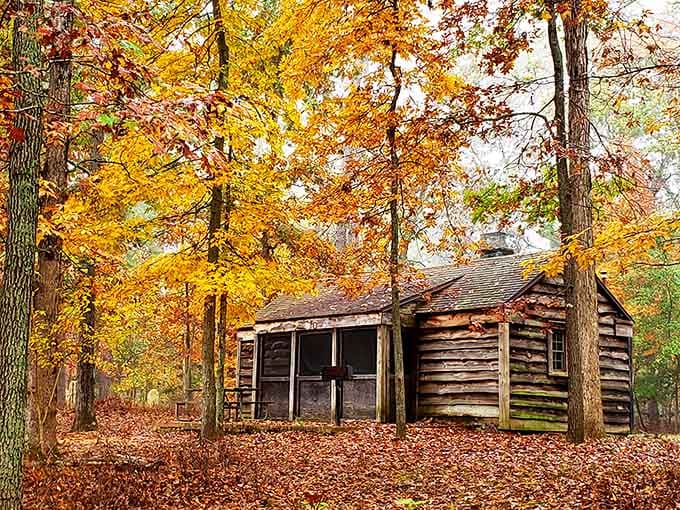That log cabin didn't just appear overnight. Decades of forest magic went into making it look this perfect.
