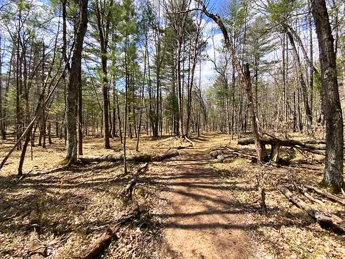 This trail through the pines is the kind of path that makes you forget you left your phone in your pocket.