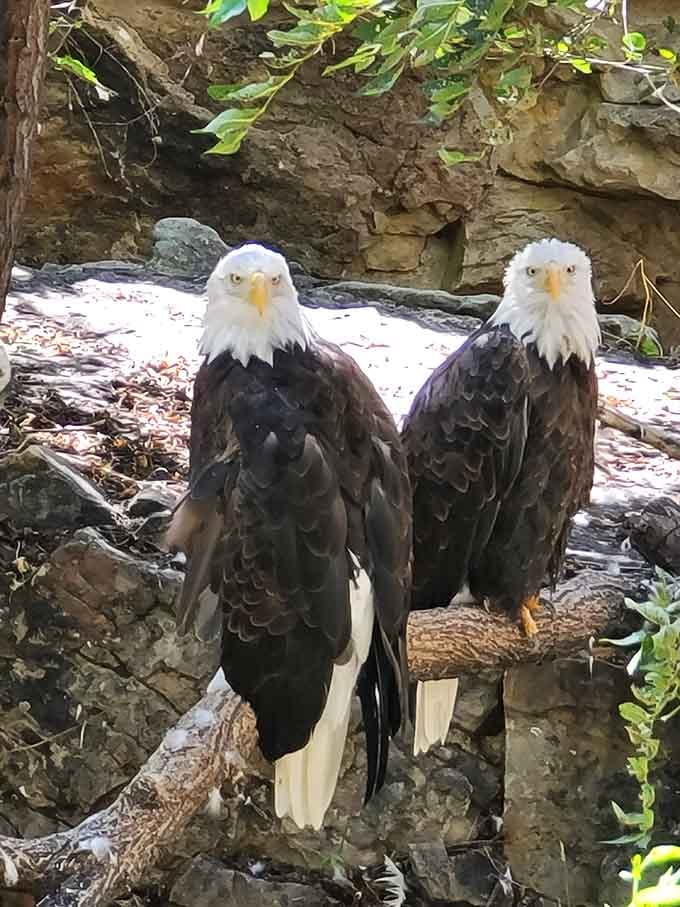 These bald eagles pose like they're auditioning for the next commemorative coin, and honestly, they've got my vote every time.