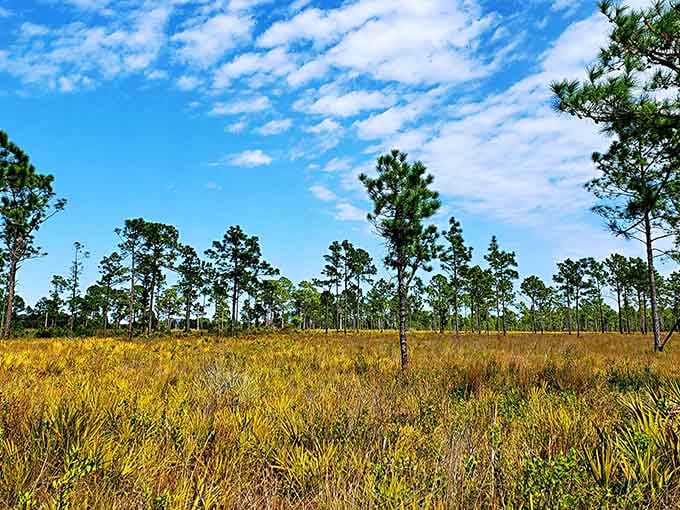 Golden grasslands stretch beneath longleaf pines in a landscape that looks like someone painted Florida's greatest hits album cover.