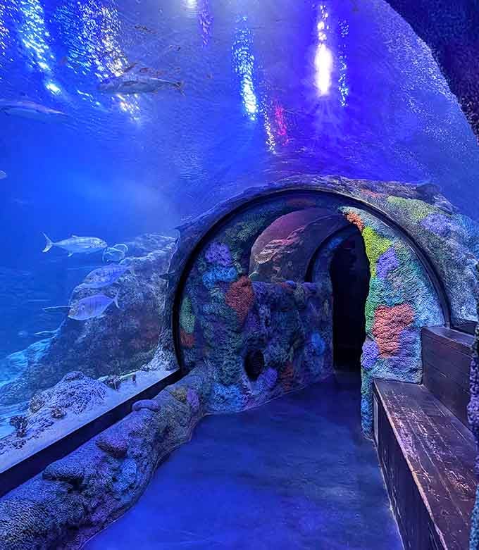 The underwater tunnel wraps you in blue wonder, proving landlocked states can have ocean adventures too.