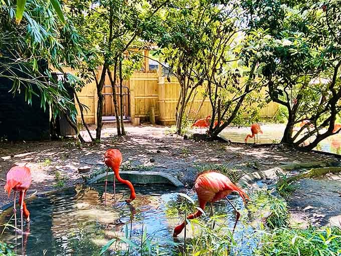American flamingos wading through a bamboo-framed pond, looking more put-together than most of us on a good day.