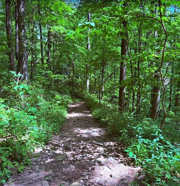 A trail this green and inviting makes you forget you're supposed to be getting exercise right now.