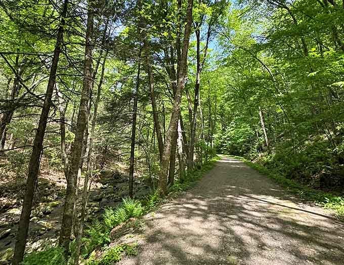 This wide, sun-dappled path through Chester's forest is basically nature's version of a welcome mat.