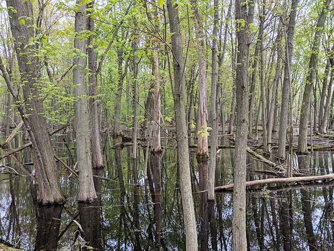 Nature's cathedral, where tall trees rise straight from still water like silent, ancient columns.