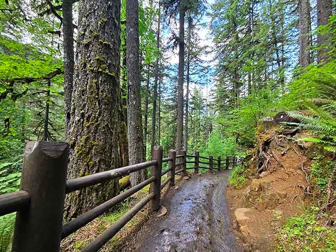 Ancient moss-covered giants line this trail, quietly judging every person who forgot to charge their phone.