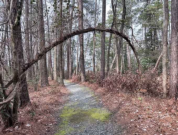 Nature built its own welcome arch here. This trail at Singletary Lake State Park practically dares you to keep walking forward.