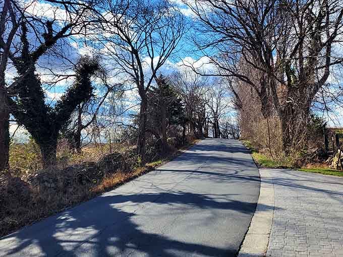 Bare trees, bold shadows, and a sky so blue it looks like someone turned up the saturation.
