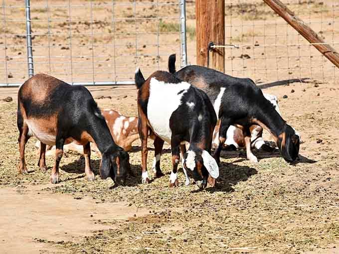 These Mini Nubian goats take mealtime seriously. No small talk, just hay, and absolutely zero apologies about it.