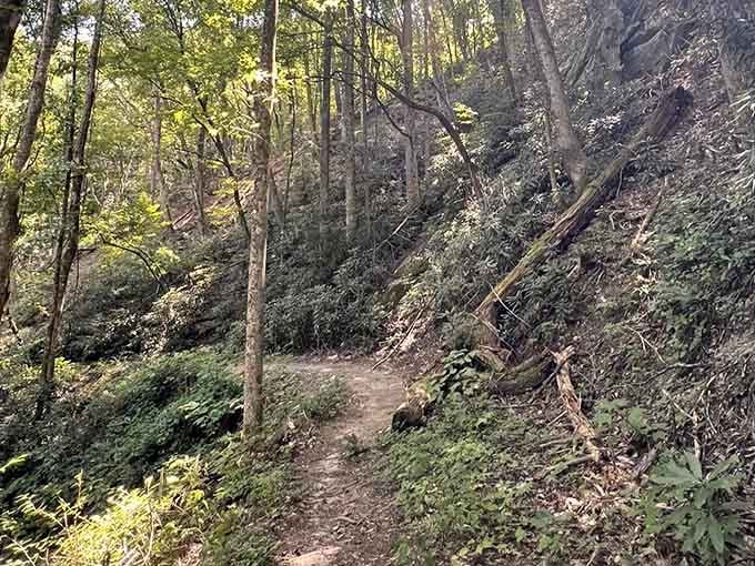 The trail doesn't promise easy, but it absolutely delivers unforgettable around every mossy bend.