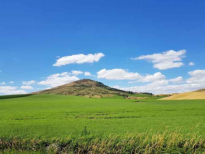 Steptoe Butte rises from the wheat fields like a ship's mast in a golden ocean of grain.