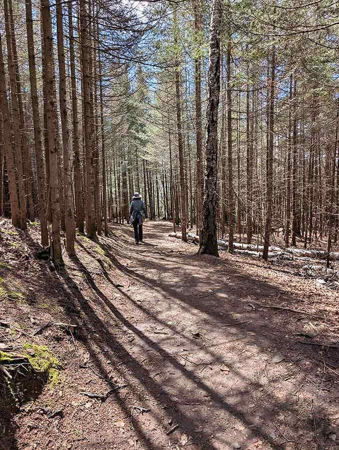 Long shadows stretch across a sun-dappled trail, beckoning you deeper into Tettegouche's cathedral of towering spruce and pine.