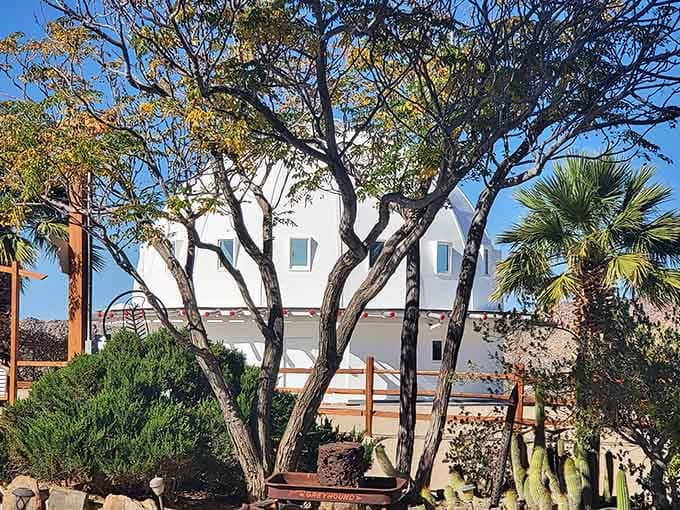 Framed by desert trees and palm fronds, the Integratron peeks through like a secret the desert has been keeping.
